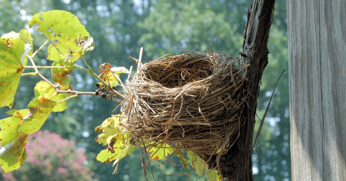 Empty Nest Syndrome: A Guide For Coping With Change